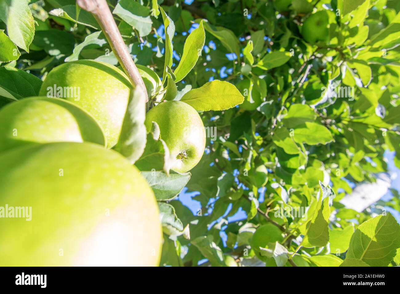 Apple Tree, Green Apples on The Tree Stock Photo - Alamy
