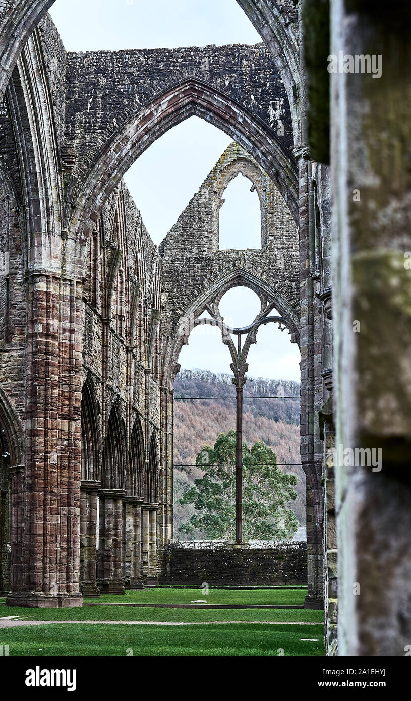 Tintern Abbey,.Image of the view through the great window with a tree ...