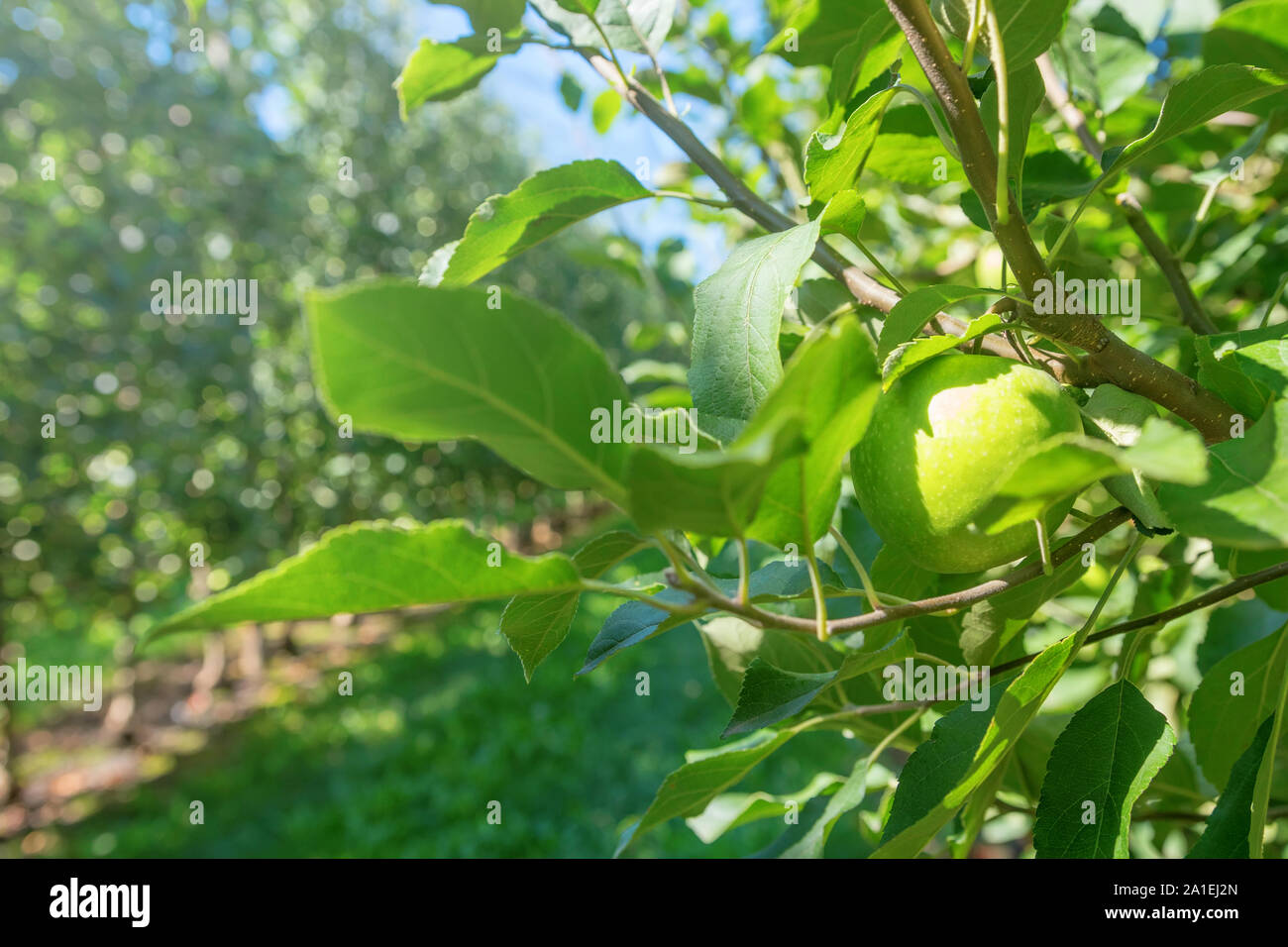 Green Ripe Apples in Orchard, Apple Trees Stock Photo - Alamy