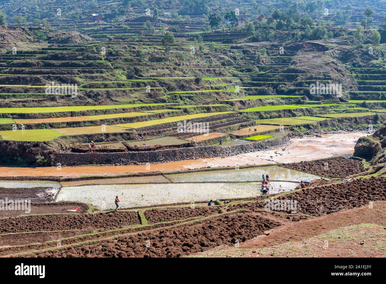 Madagascar is one of the countries that consume the most rice per ...