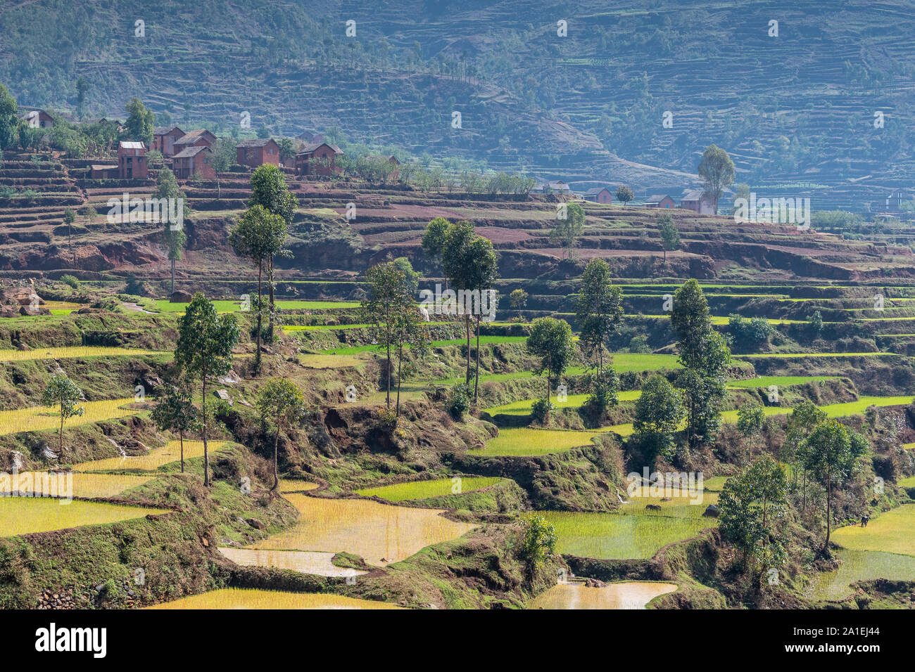 Madagascar is one of the countries that consume the most rice per ...