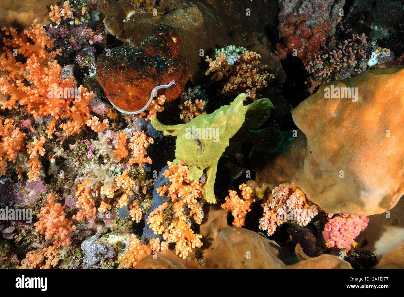 Giant frogfish, Antennarius commersoni, Bangka Island Sulawesi ...