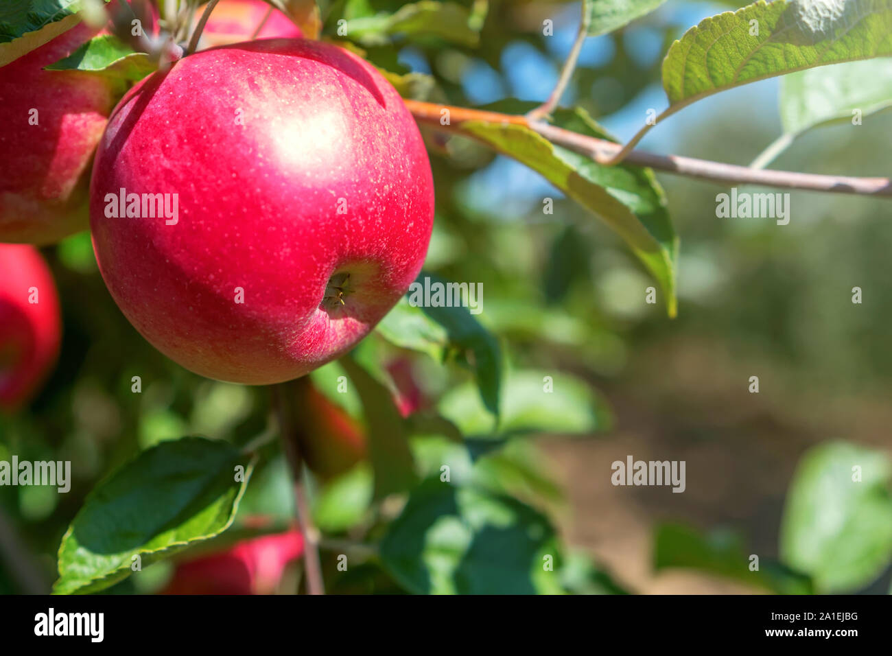 Red Apple on The Tree, Apple Tree Stock Photo - Alamy