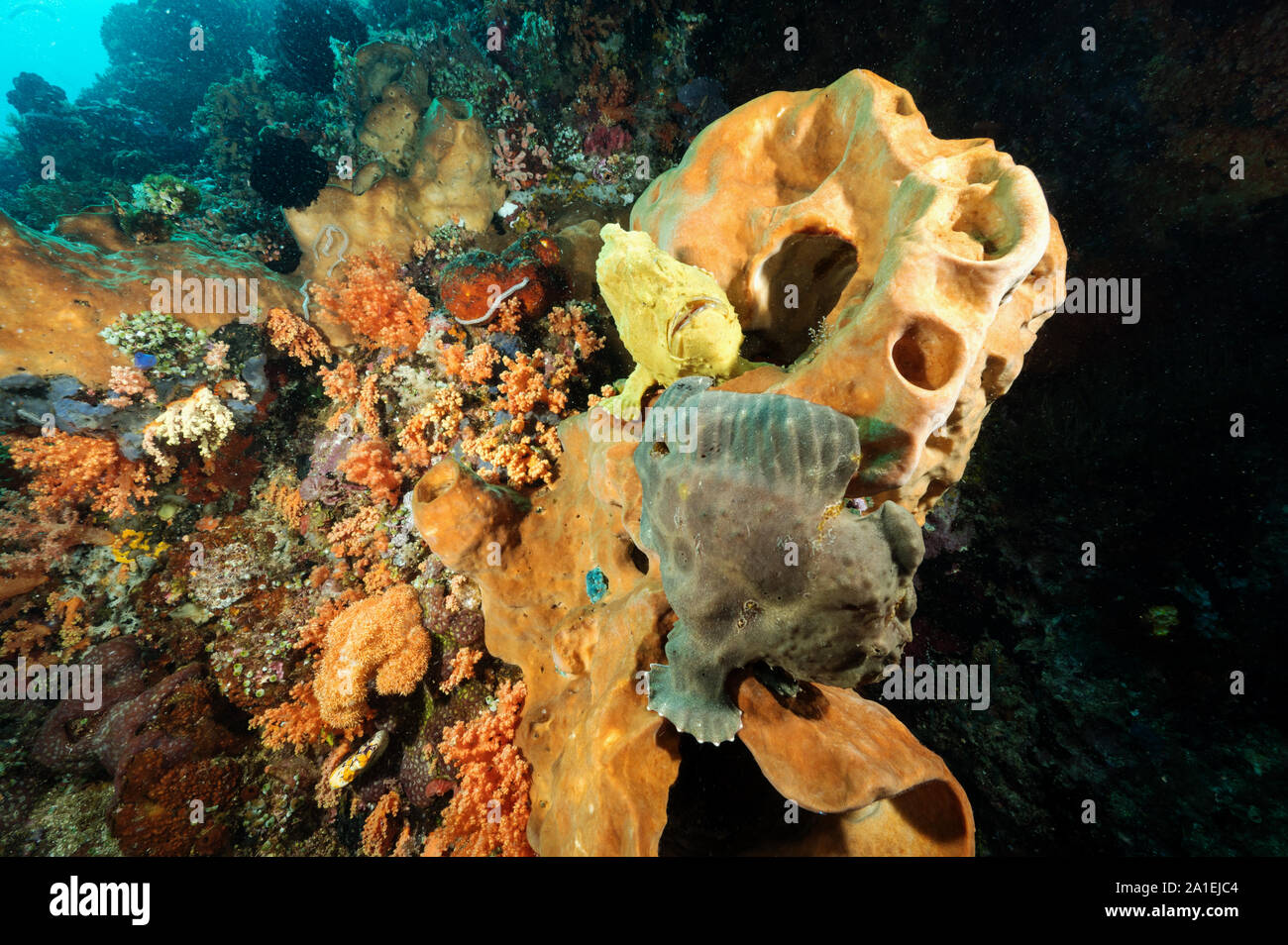 Giant frogfishes, Antennarius commersoni, Bangka Island Sulawesi ...