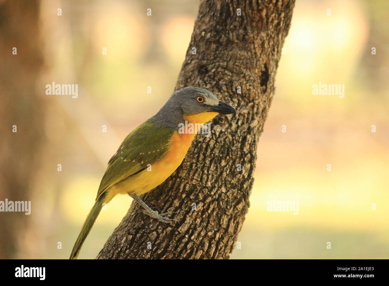 Bushshrike hi-res stock photography and images - Alamy