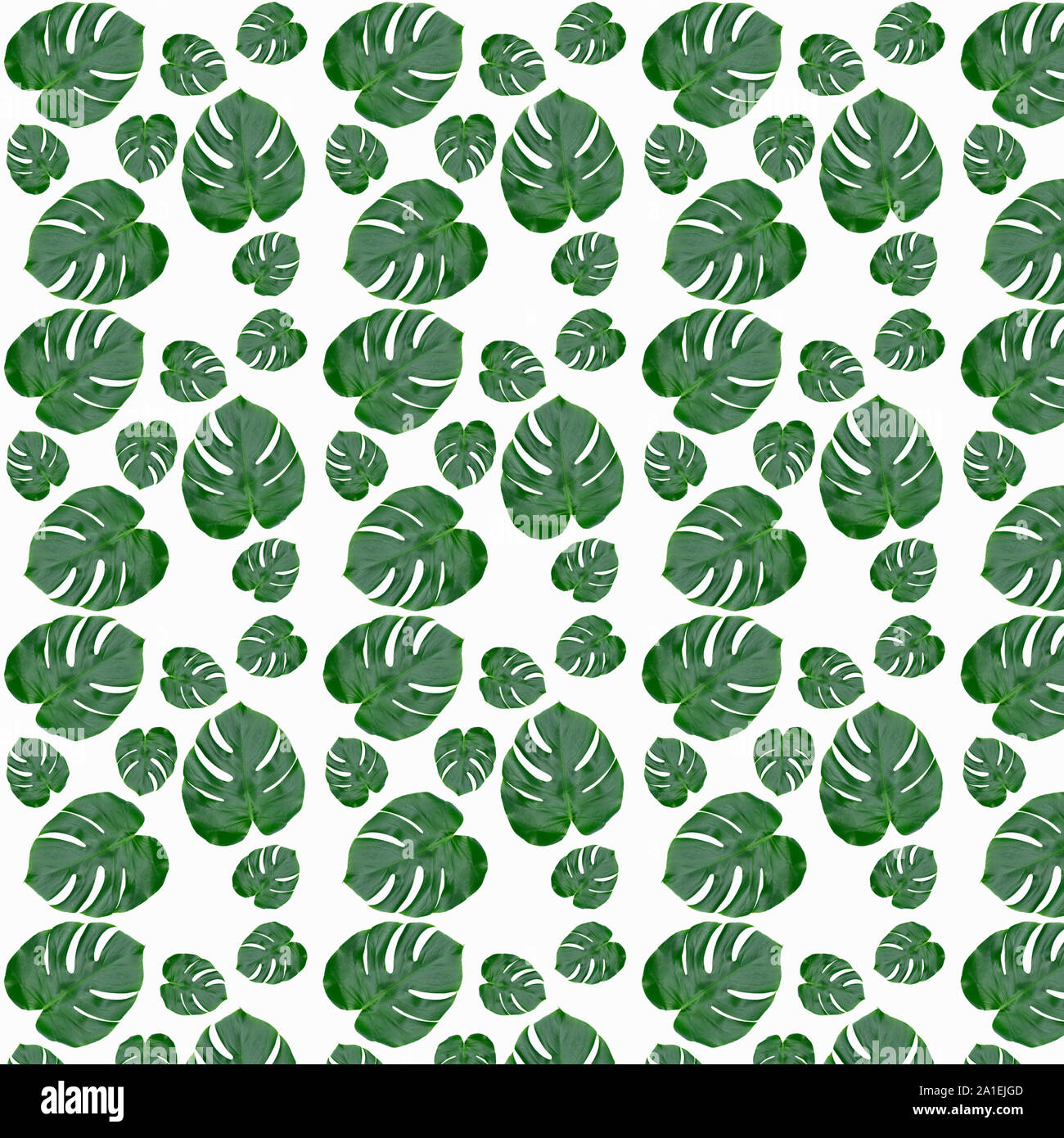 Monstera leaf seamless pattern. Tropical leaves on a white background ...