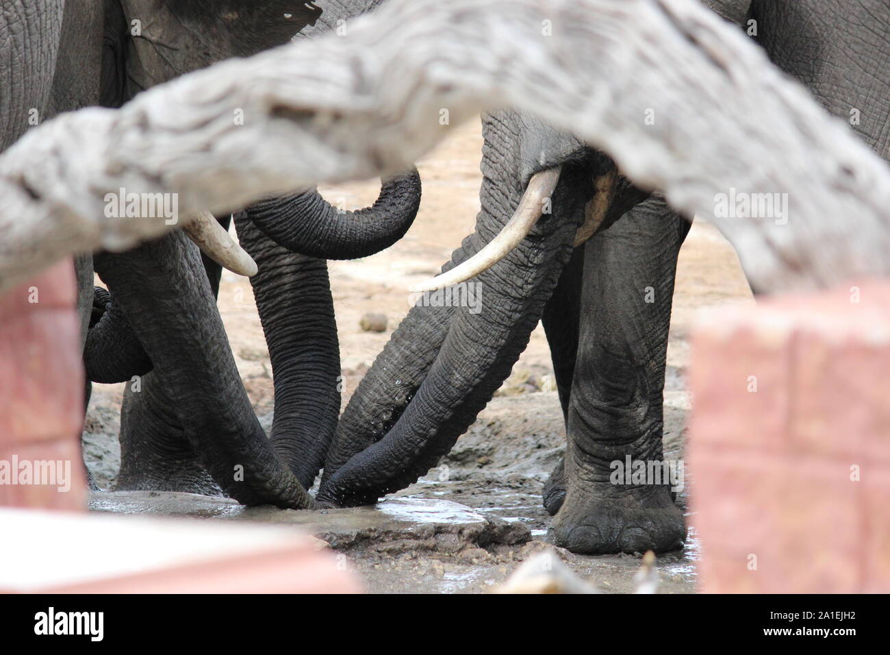 Elephant feet black white hi-res stock photography and images - Alamy