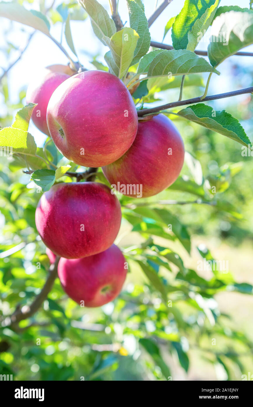 Red Ripe Apples in Orchard, Apple Tree Stock Photo - Alamy