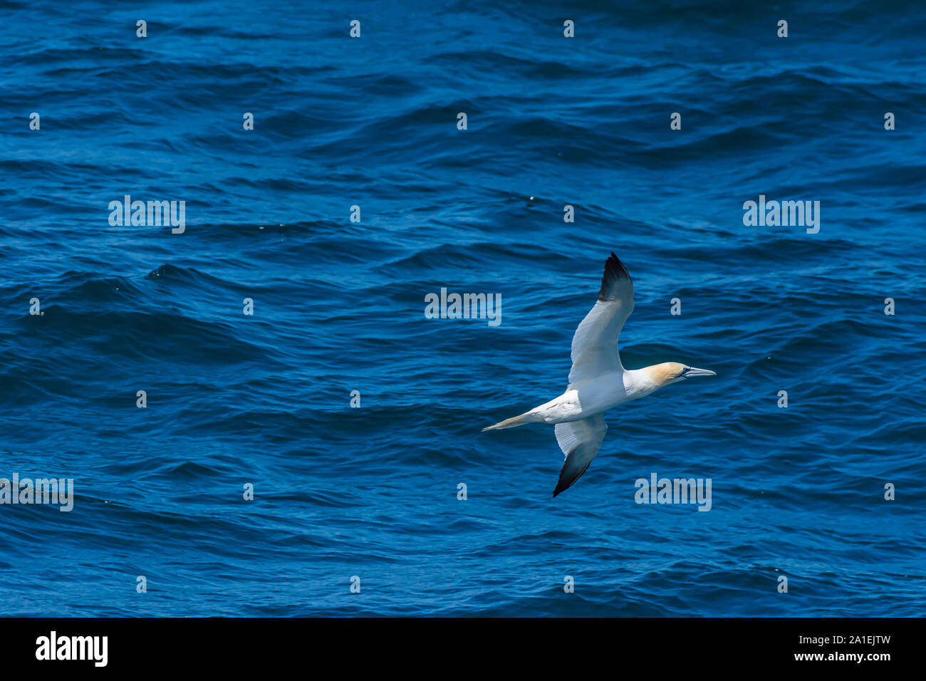 Gannet flying low over dark blue sea surface with waves.Stunning ...