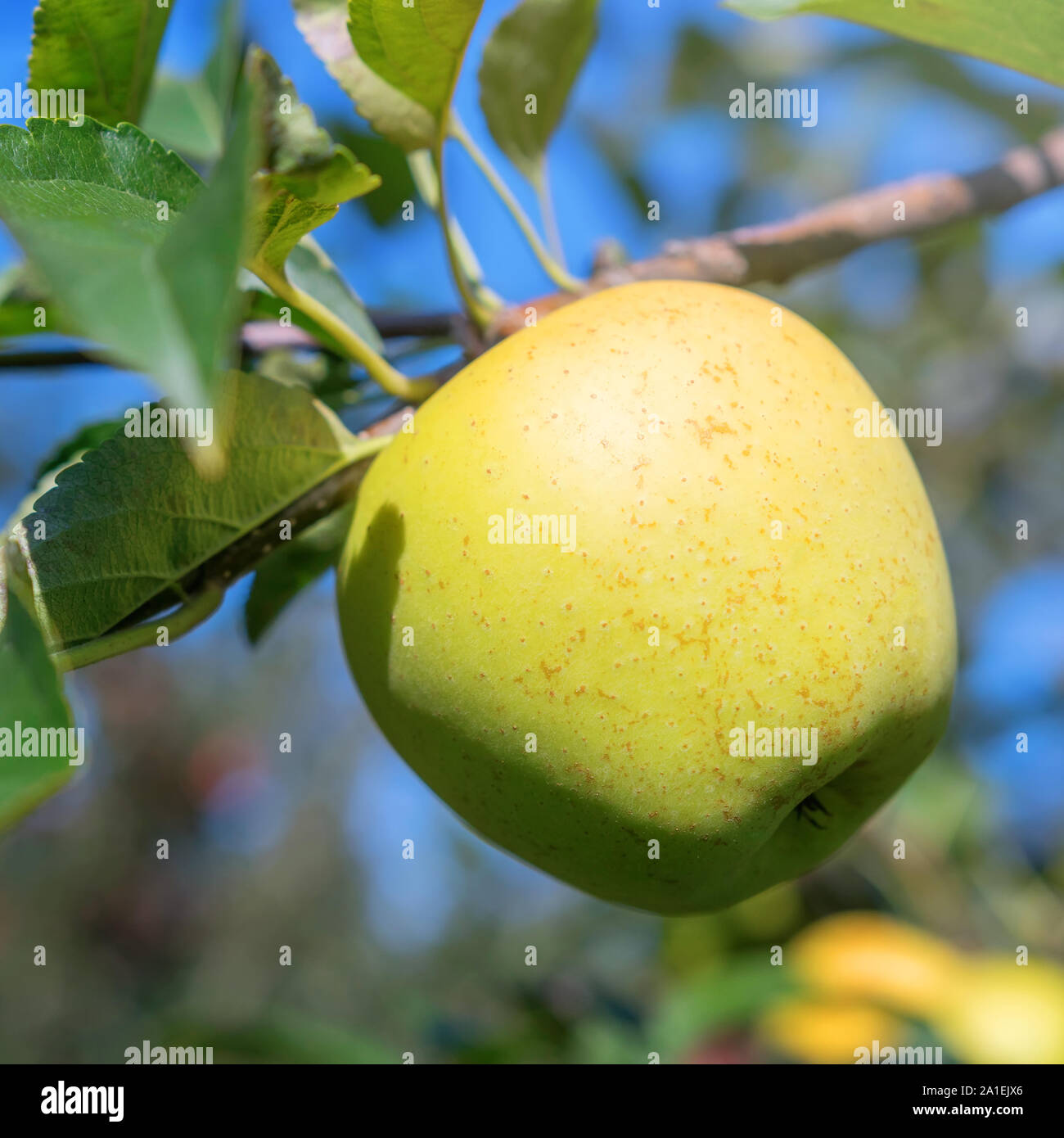 Yellow Apple in Orchard, Apple Tree, Golden Delicious Stock Photo - Alamy