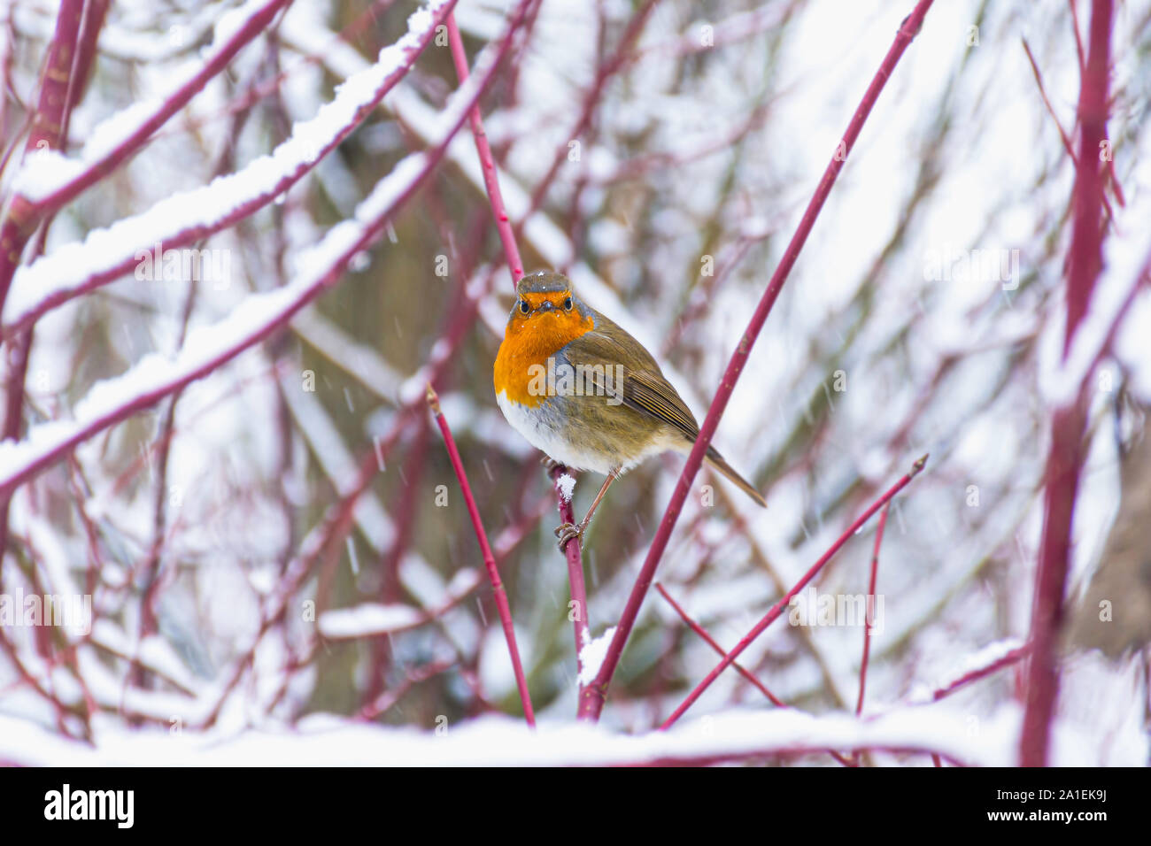 European robin perching on twig in winter woodland during snowfall ...