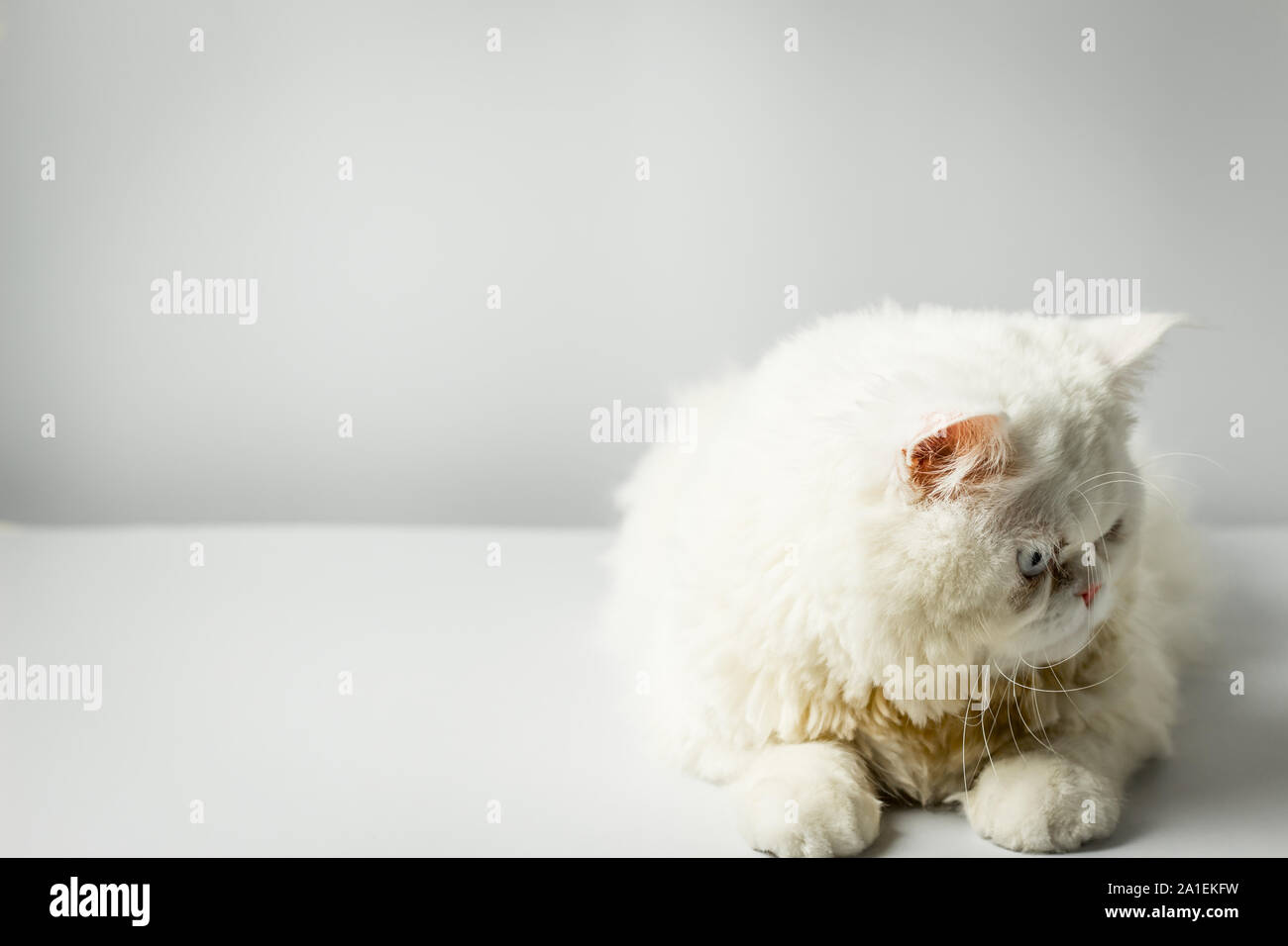 White persian cat with wool that frown on white background. Persian ...