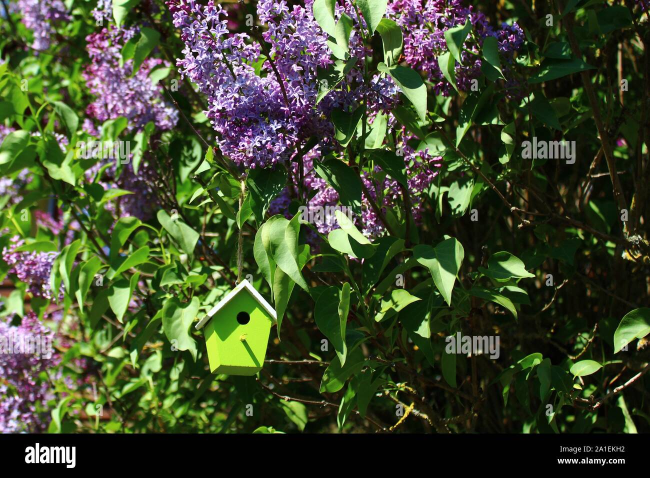 Lilac flower syringa bird hi-res stock photography and images - Alamy