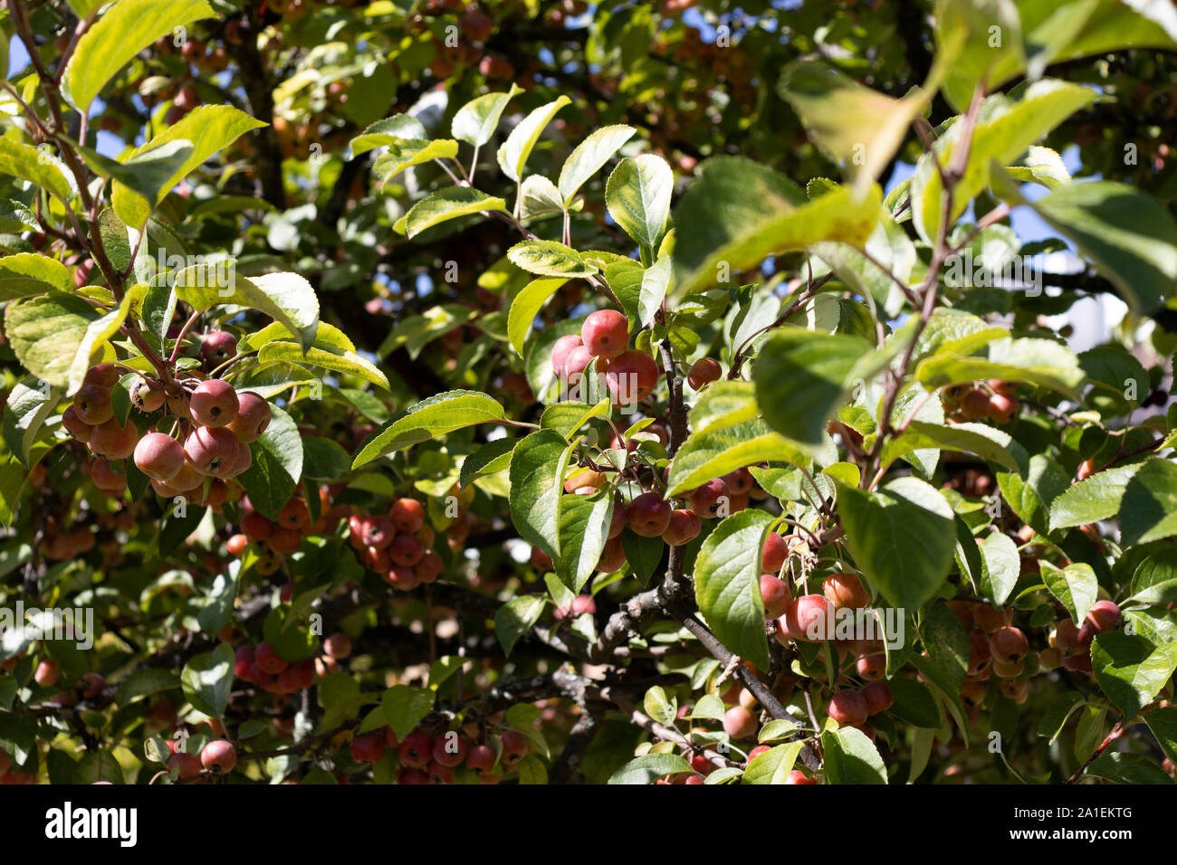 wild apple tree Stock Photo - Alamy