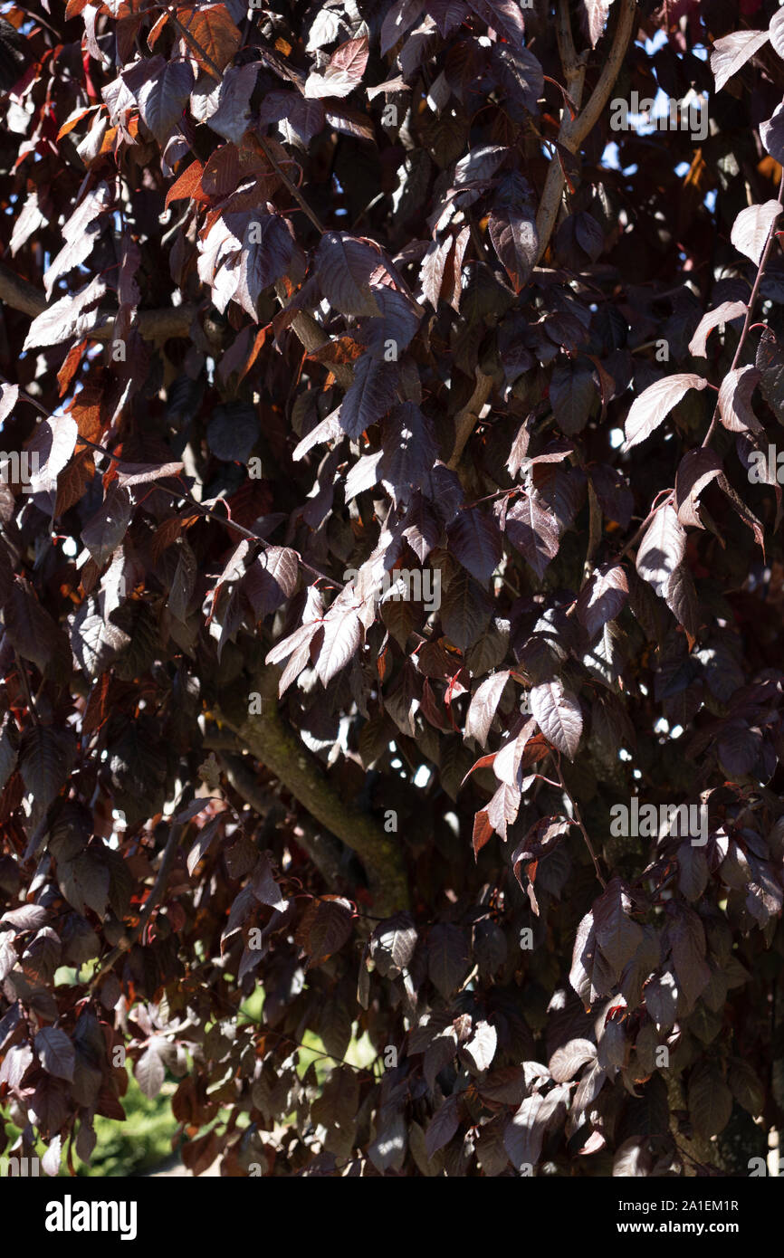 purple leaved tree Stock Photo - Alamy