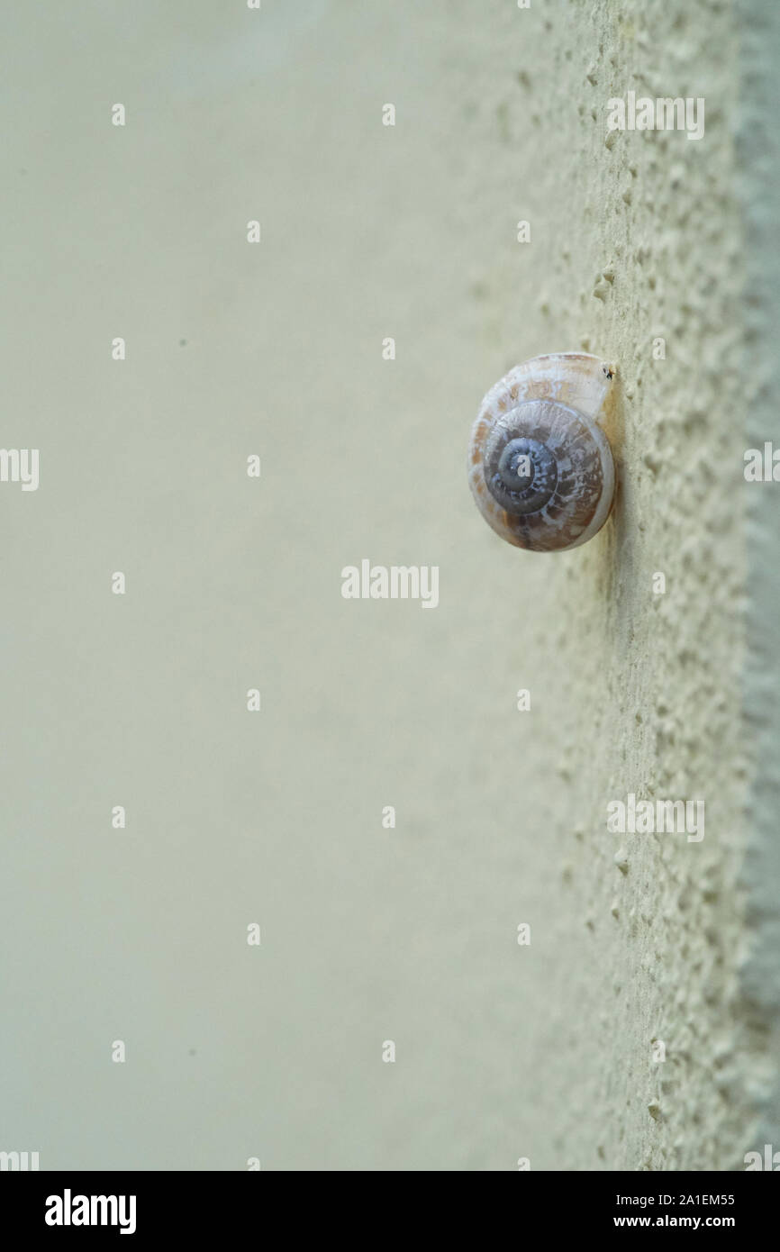 Snail wallpaper hi-res stock photography and images - Alamy