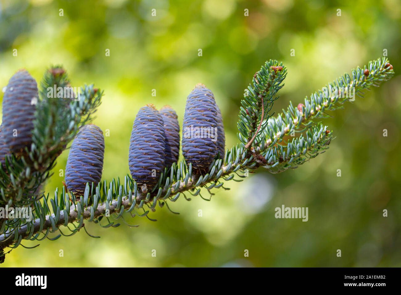 Abies lasiocarpa hi-res stock photography and images - Alamy