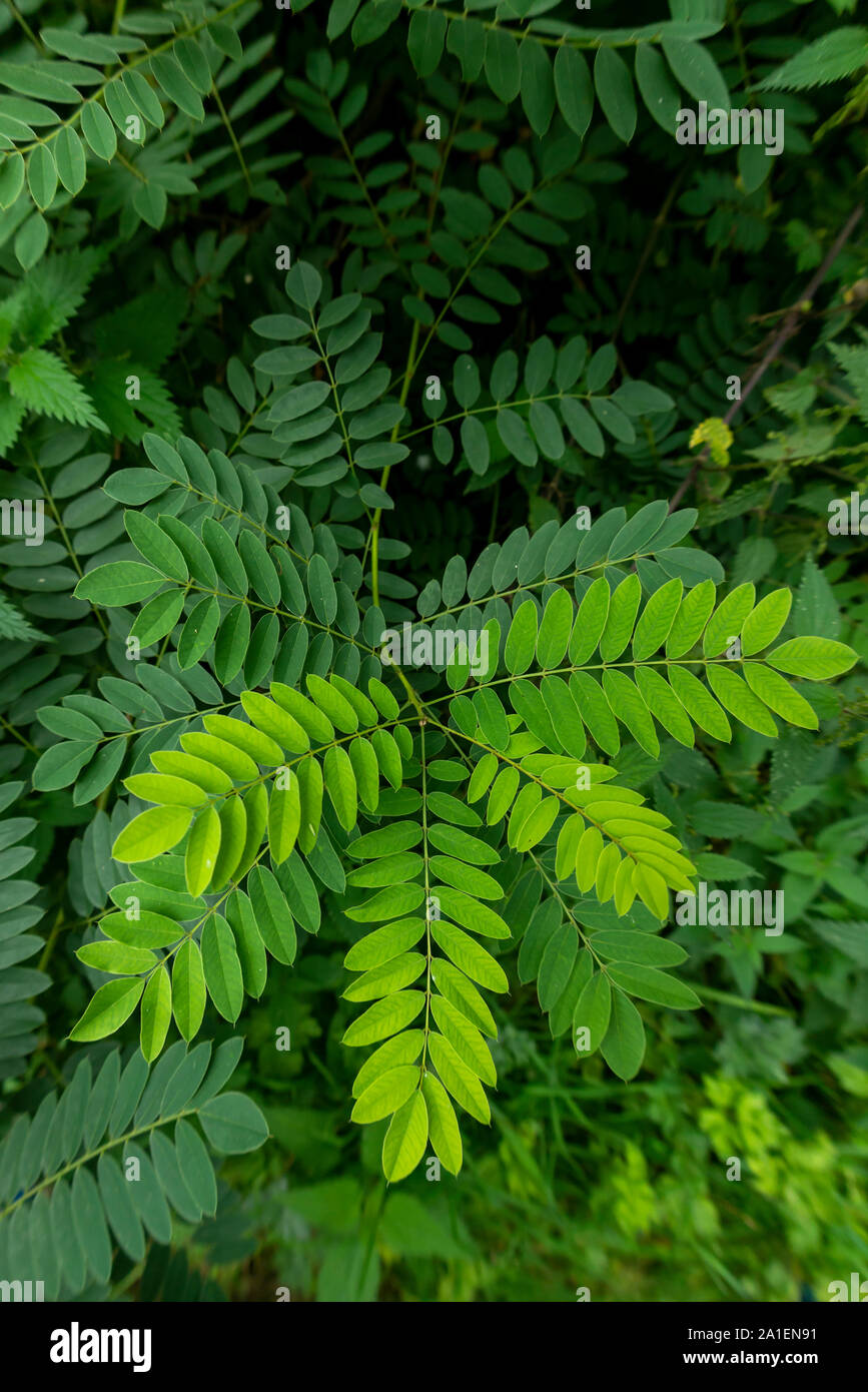 Tender fern hi-res stock photography and images - Alamy
