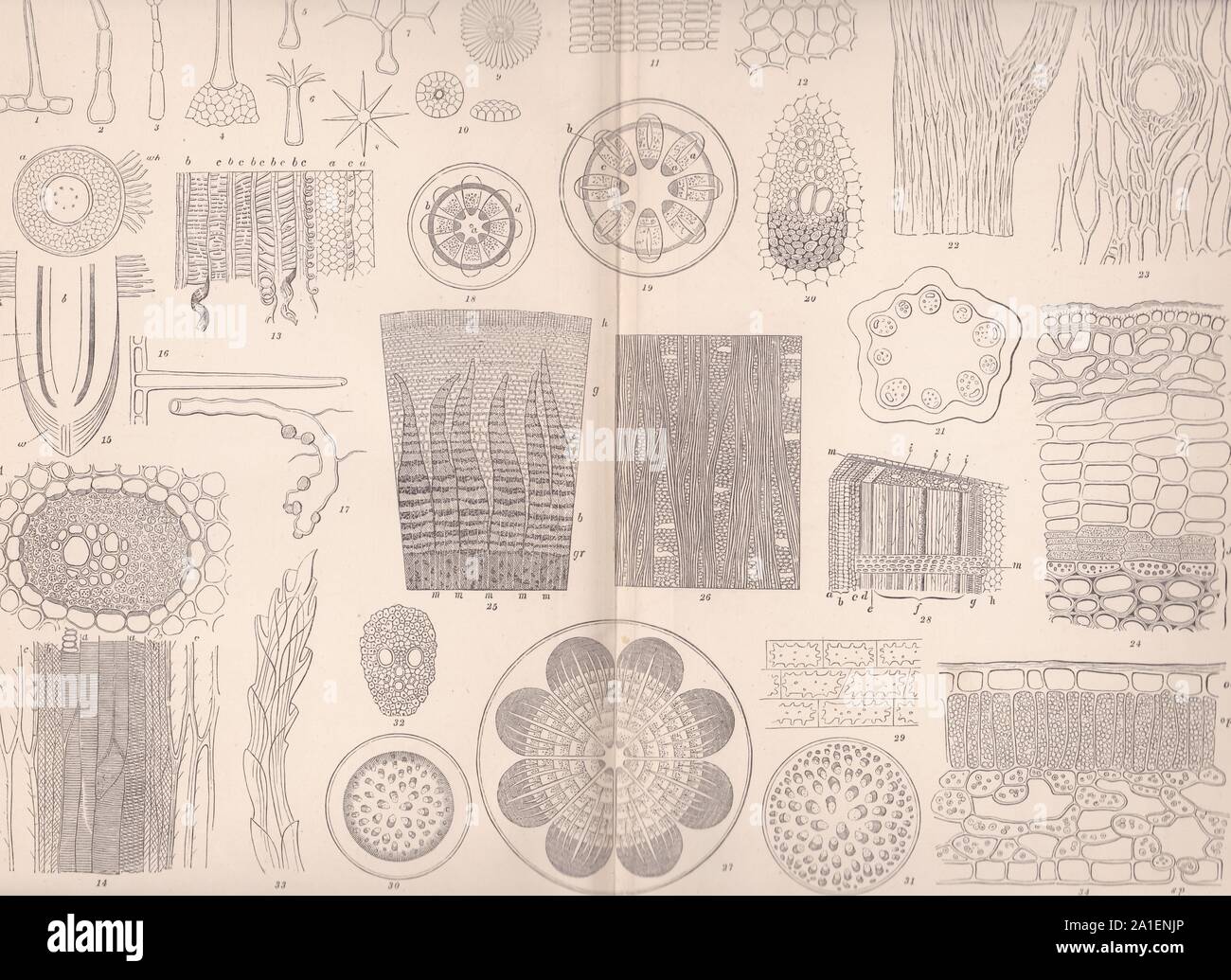 1800s diagrams of plant structures hi-res stock photography and images ...