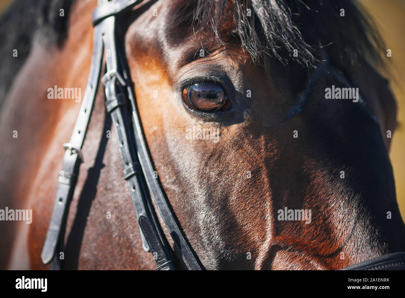 The sunlit muzzle of a Bay horse wearing a bridle, with a dark fluffy ...