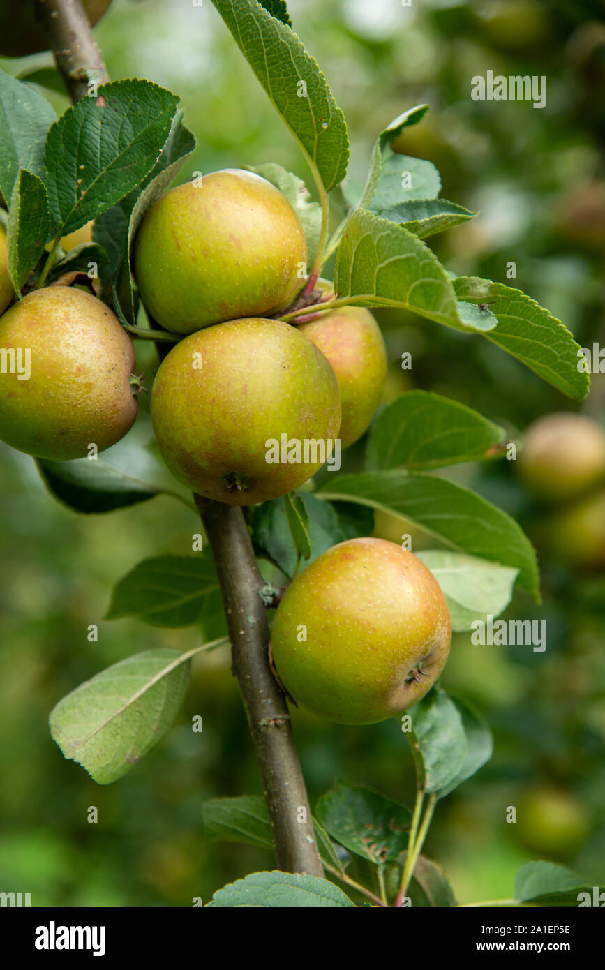Close up of Apples ready to harvest in an English Orchard Stock Photo ...