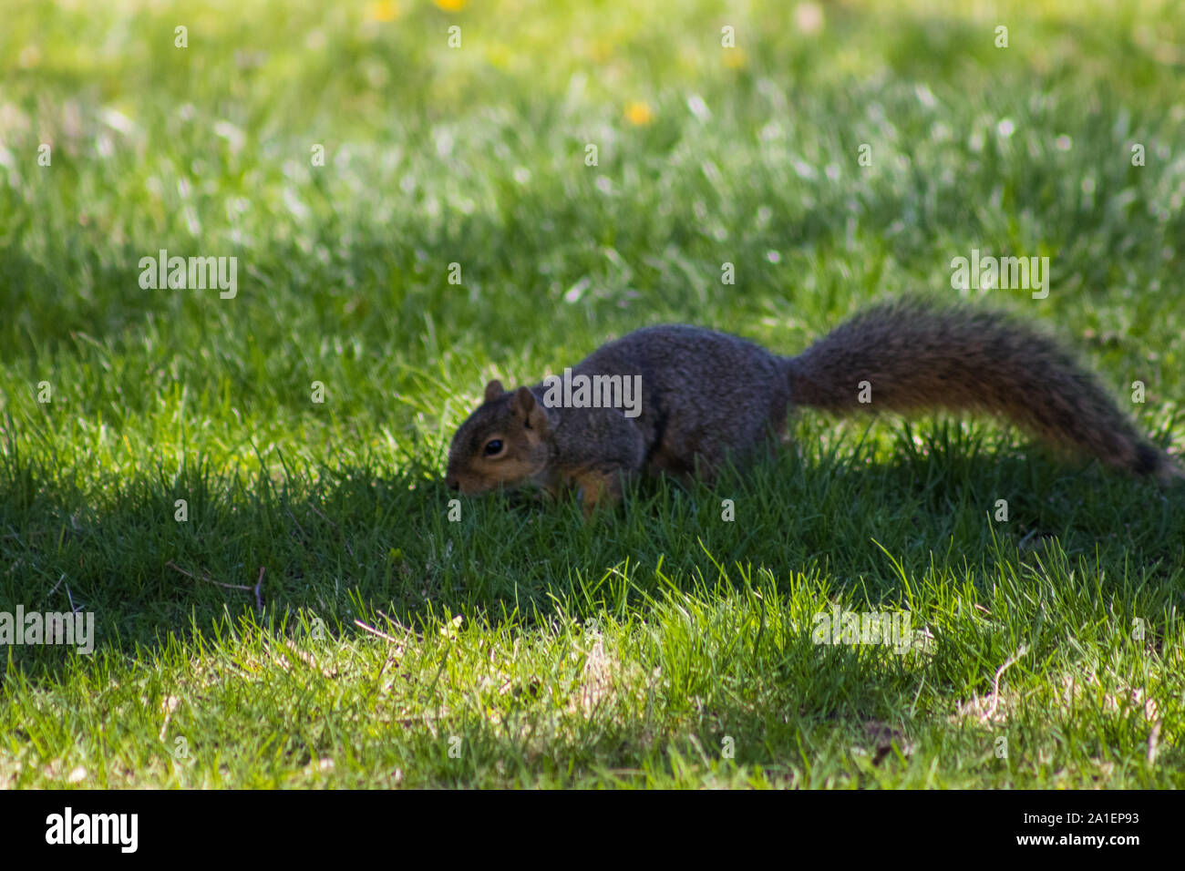 Nebraska animal nature hi-res stock photography and images - Alamy