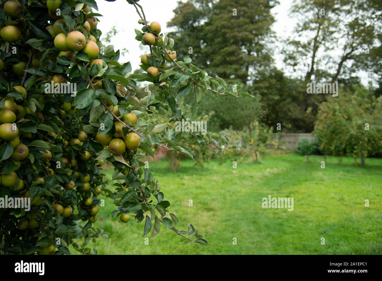 Apples ready to harvest in an English Orchard Stock Photo - Alamy