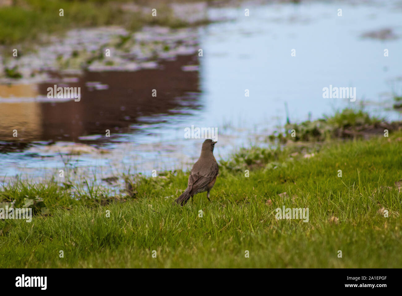Resting place for birds hi-res stock photography and images - Alamy
