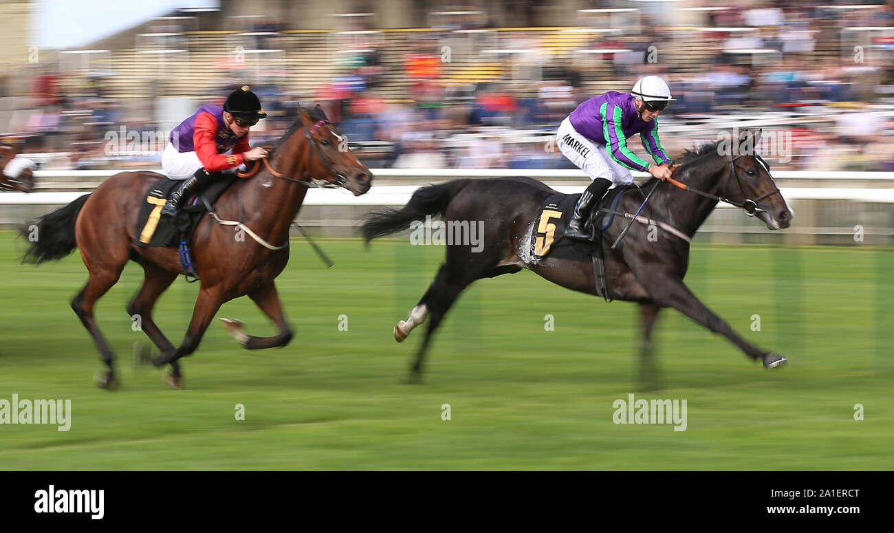 Dogged horse hi-res stock photography and images - Alamy