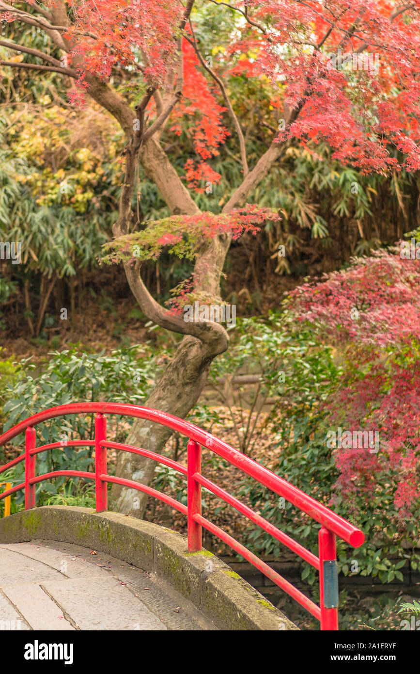 Autumn foliage overlooking the red bridge of the japanese temple ...