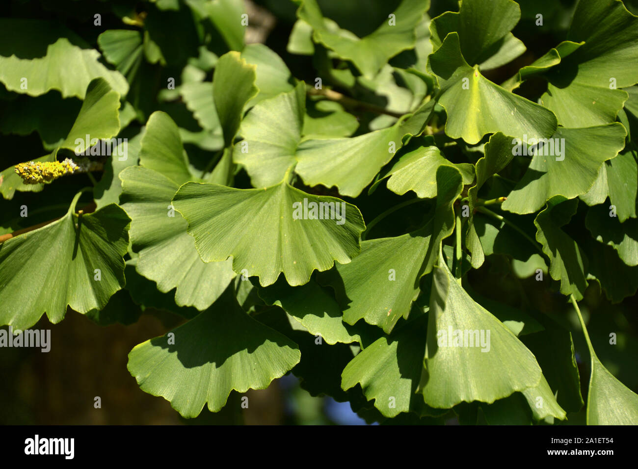 Gingko Leaves High Resolution Stock Photography and Images - Alamy
