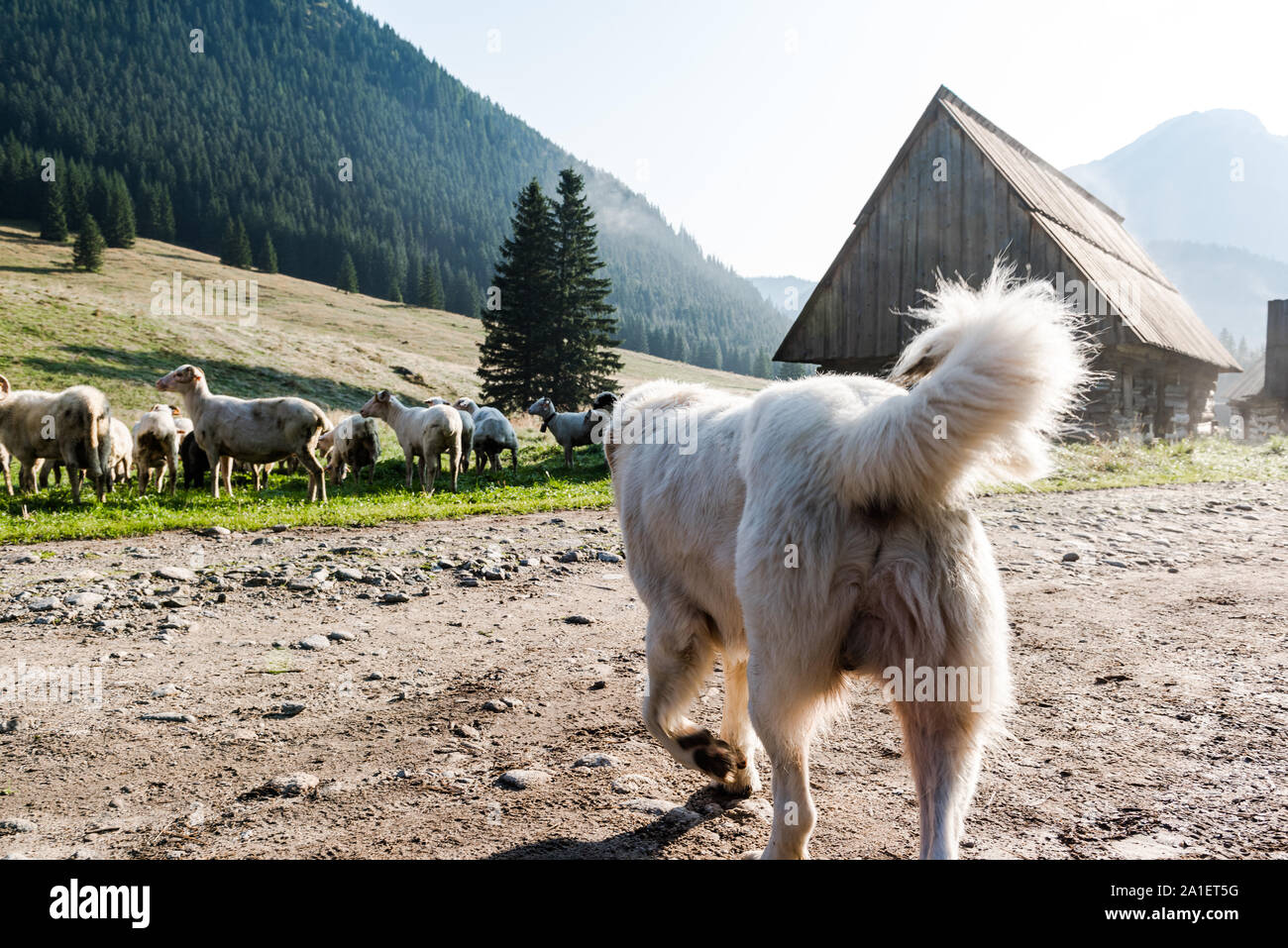 Tatra shepherd dog hi-res stock photography and images - Alamy