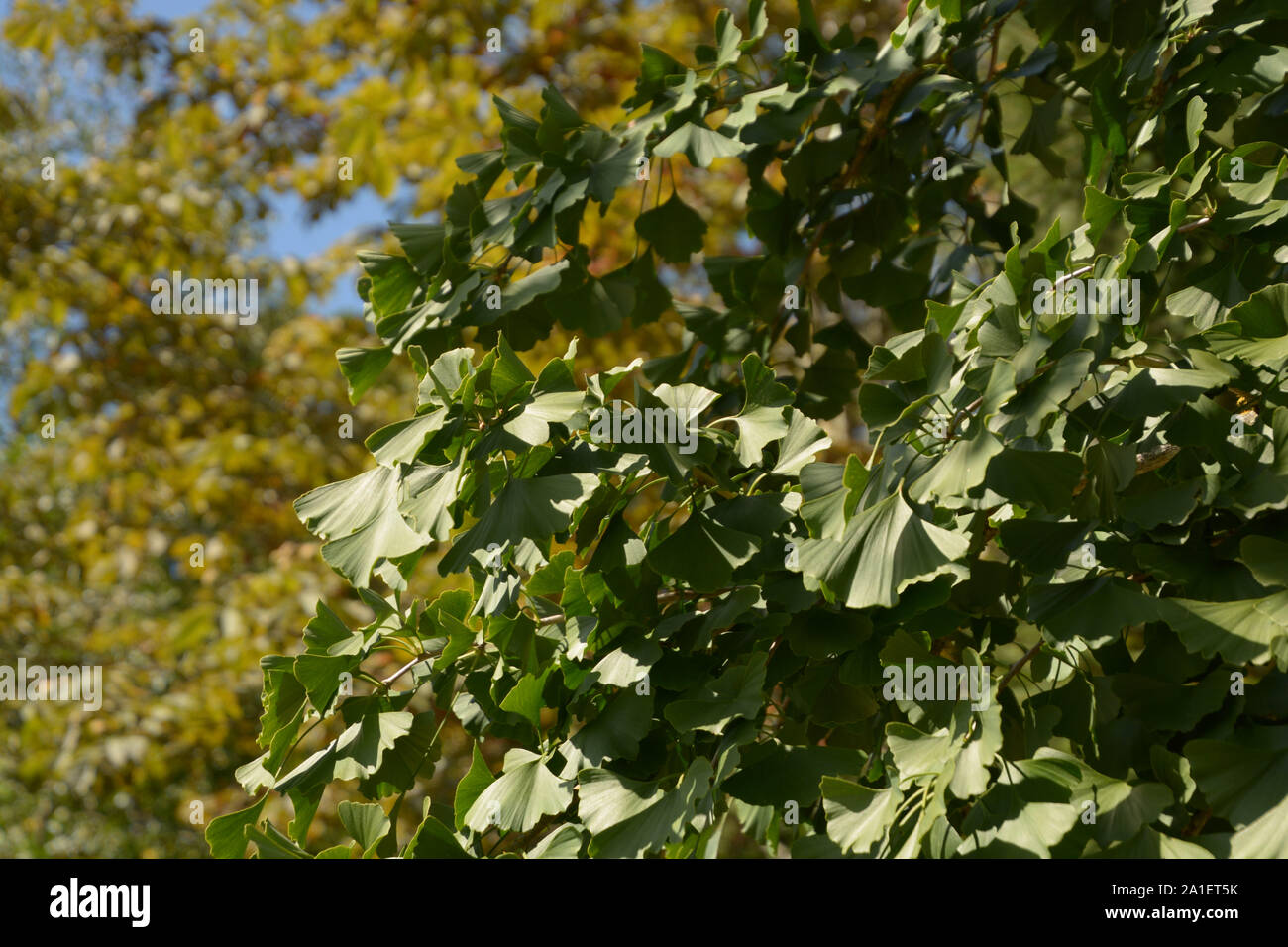 big gingko tree in autumn, ginkgo biloba or maidenhair tree leaves on a ...