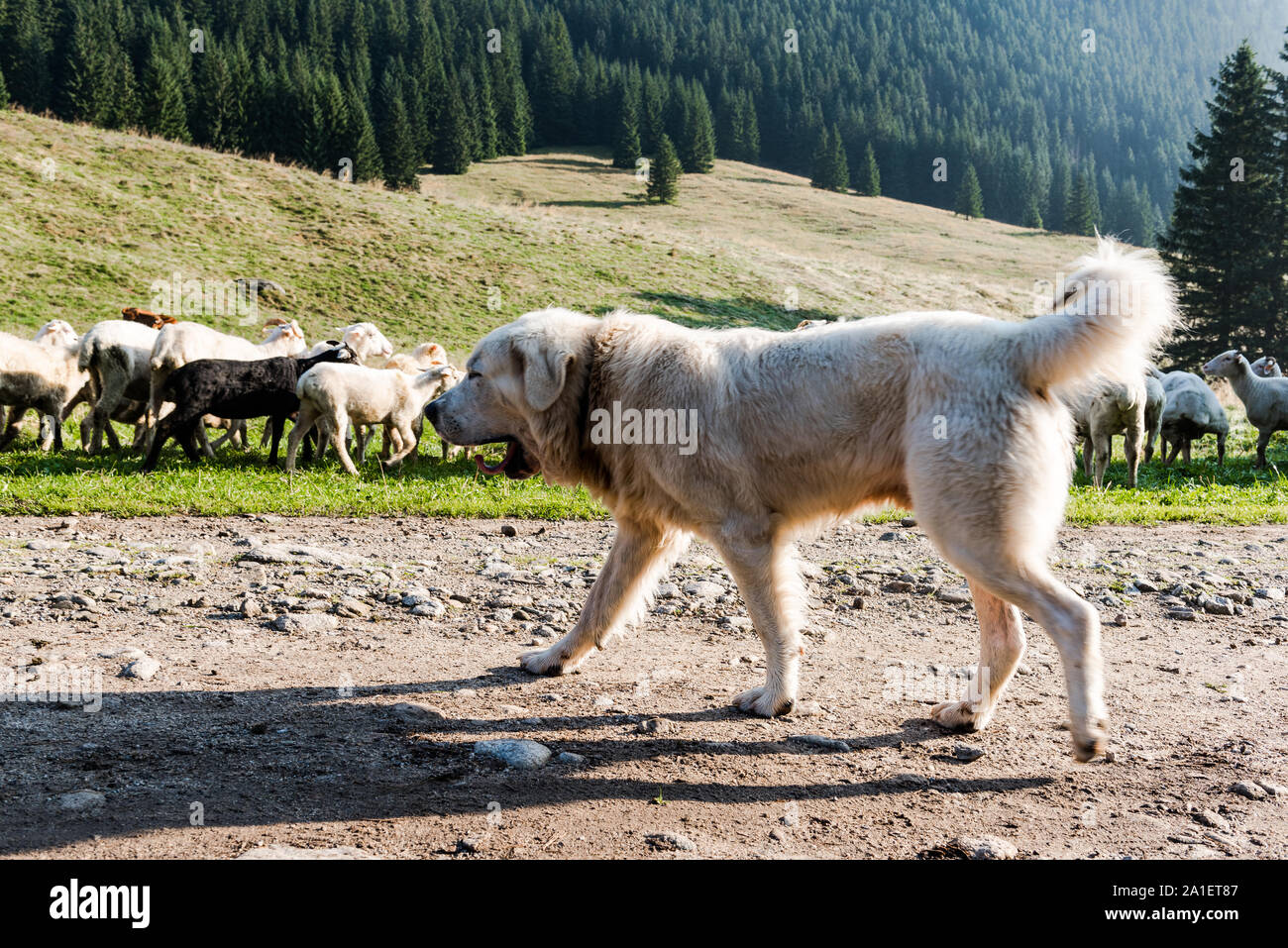 Tatra shepherd dog hi-res stock photography and images - Alamy