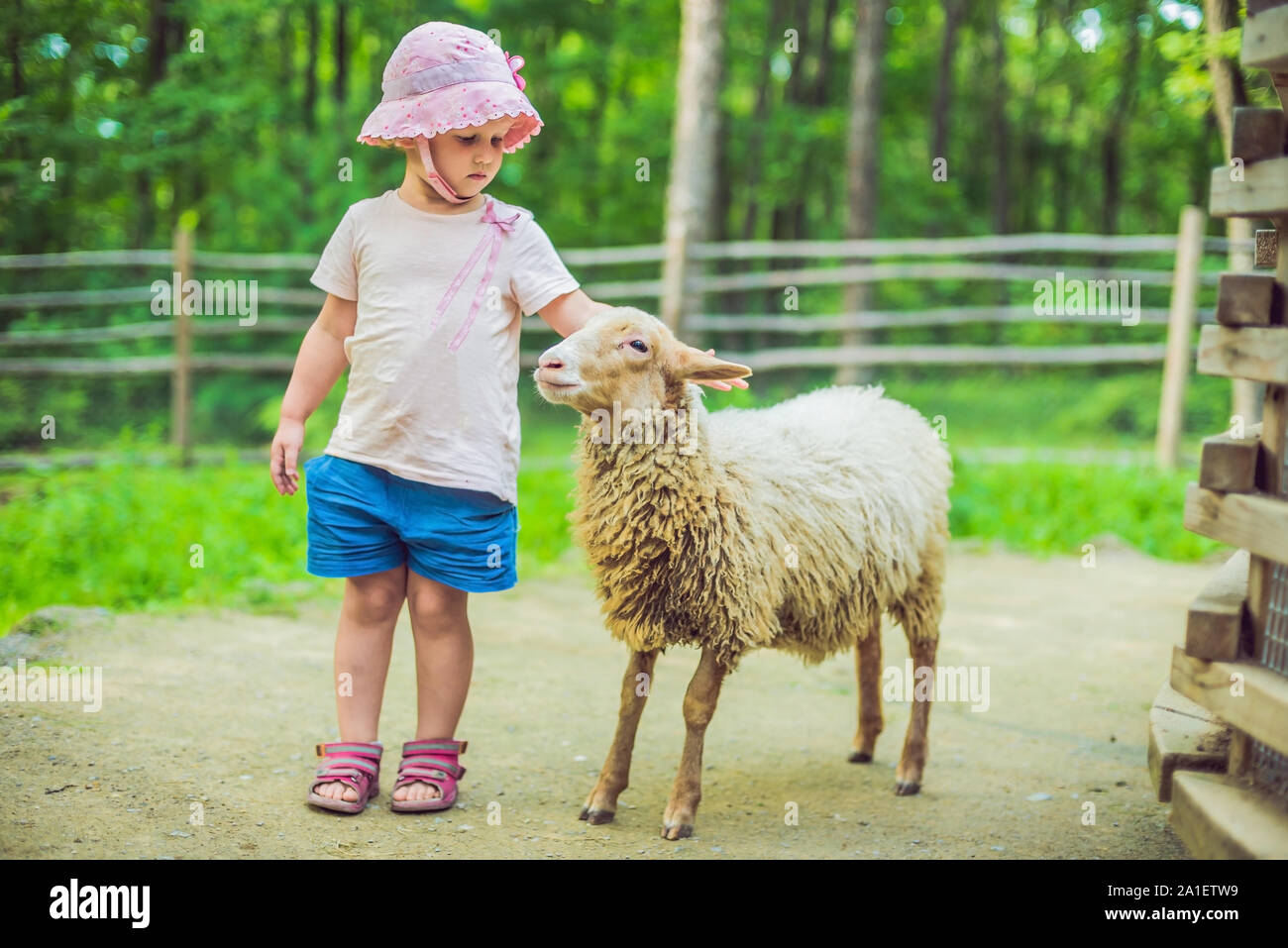 little girl with lamb on the farm Stock Photo - Alamy