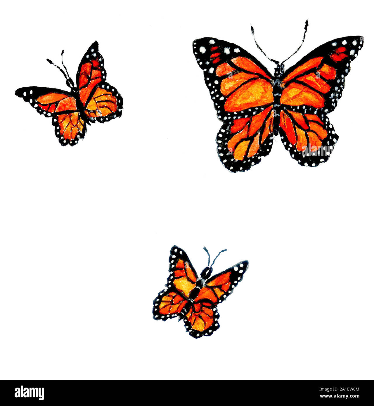 Monarch butterflies Cut Out Stock Images & Pictures - Alamy