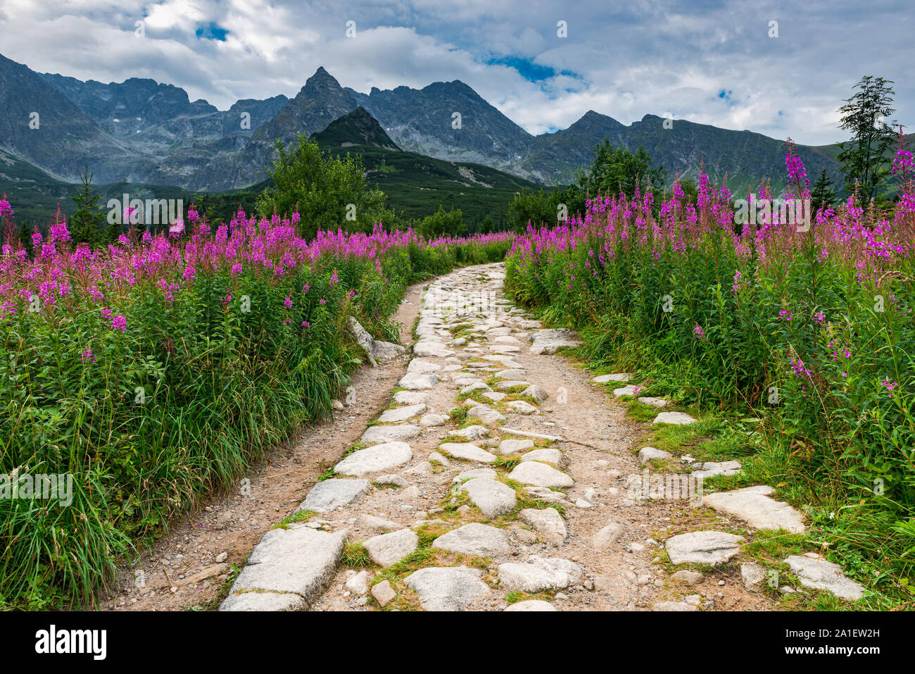 Hala plant hi-res stock photography and images - Alamy