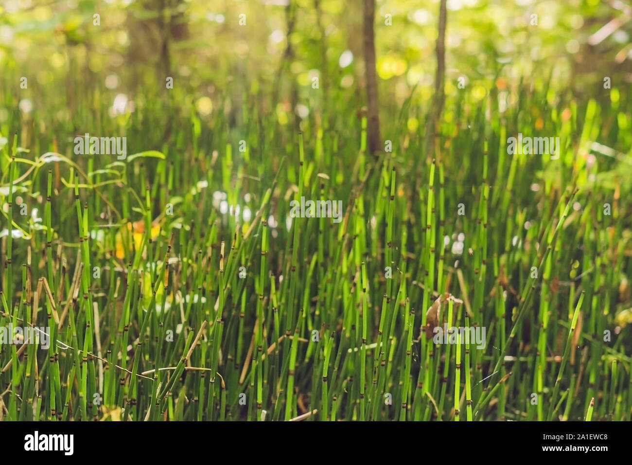 Wild plants - green background of horsetail or Tolkachik Equisetum ...