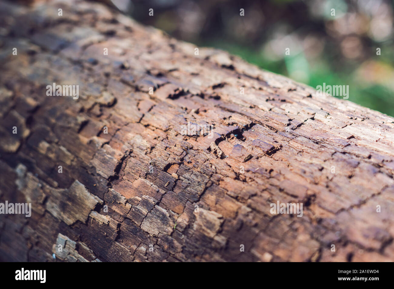 Very Old Wood Background. log in the forest Stock Photo - Alamy