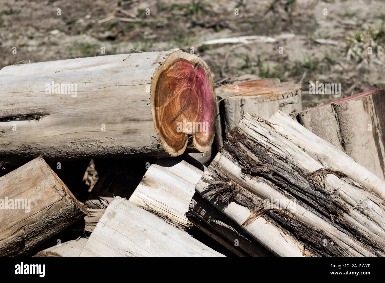 Stack of Cut wood Stock Photo - Alamy