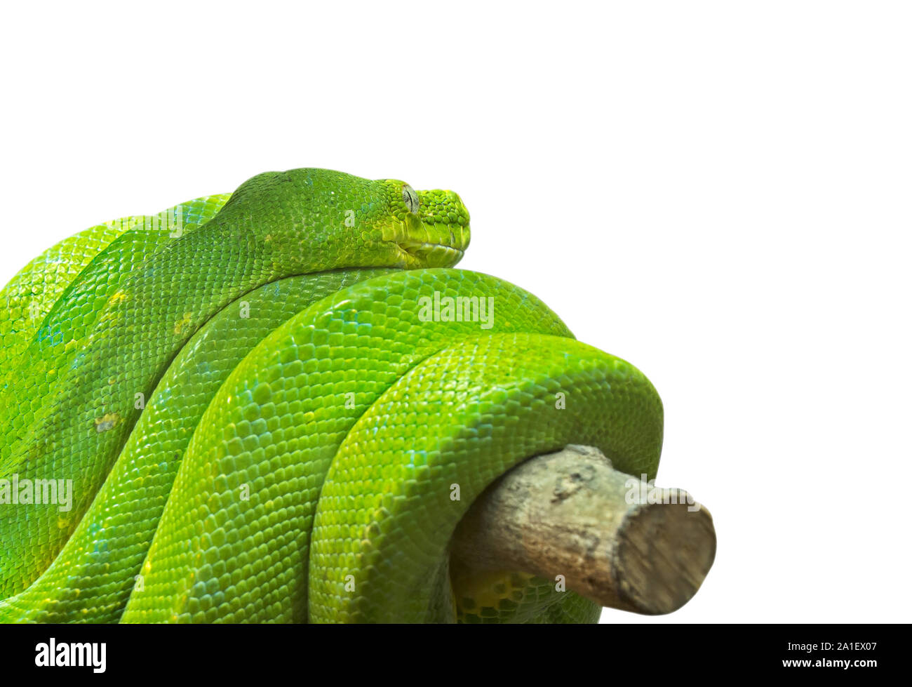 Closeup Green Tree Python Coiled Around a Branch Isolated on White ...