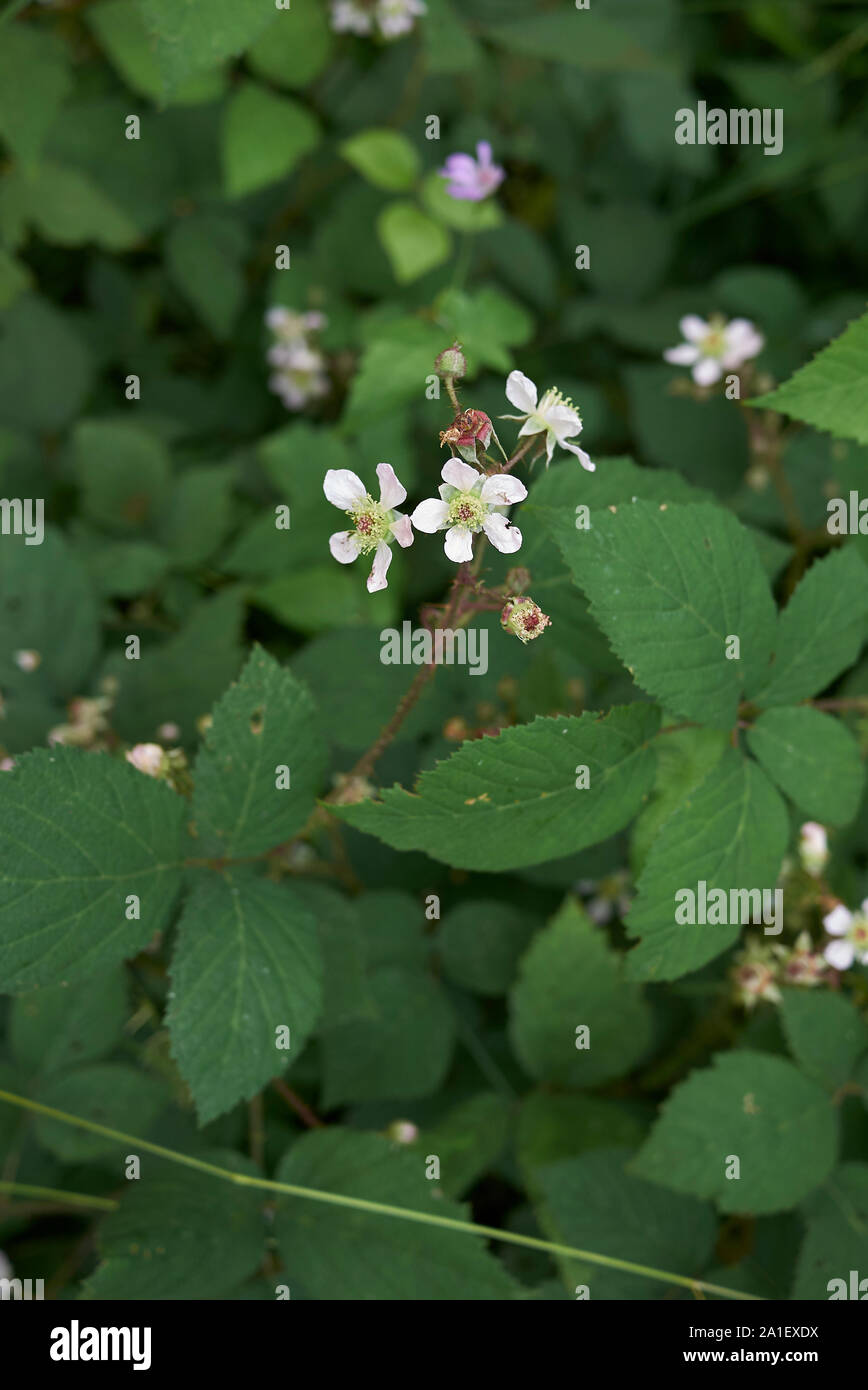shrub of Rubus idaeus in bloom Stock Photo - Alamy