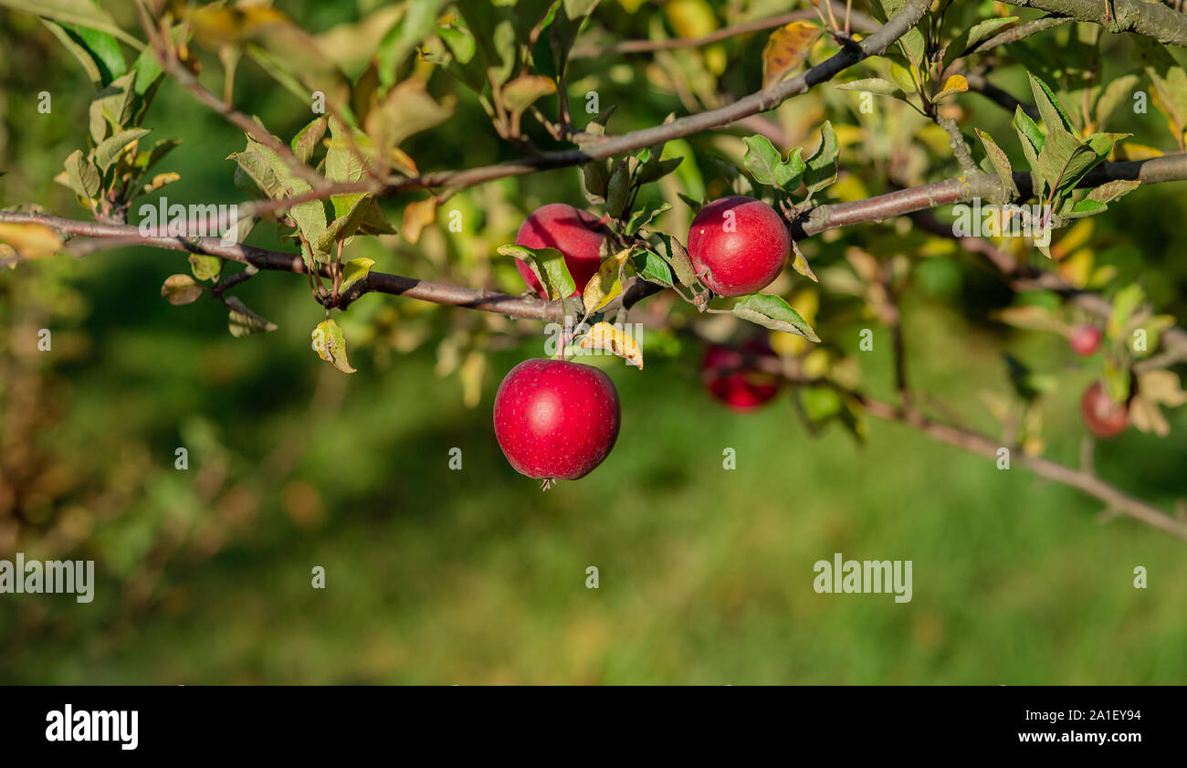 Basket apples under apple tree hi-res stock photography and images - Alamy