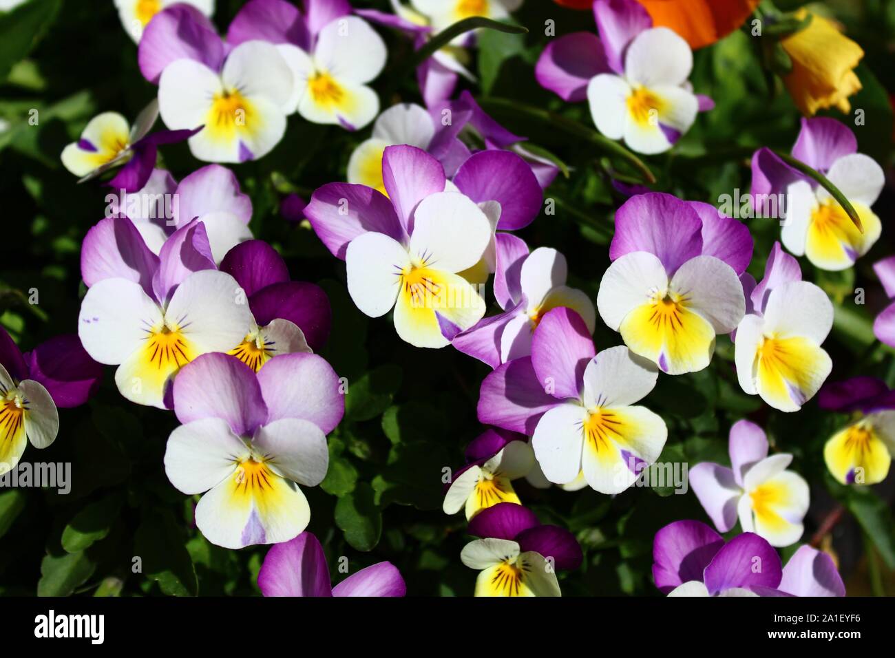 Pansies in garden border hi-res stock photography and images - Alamy