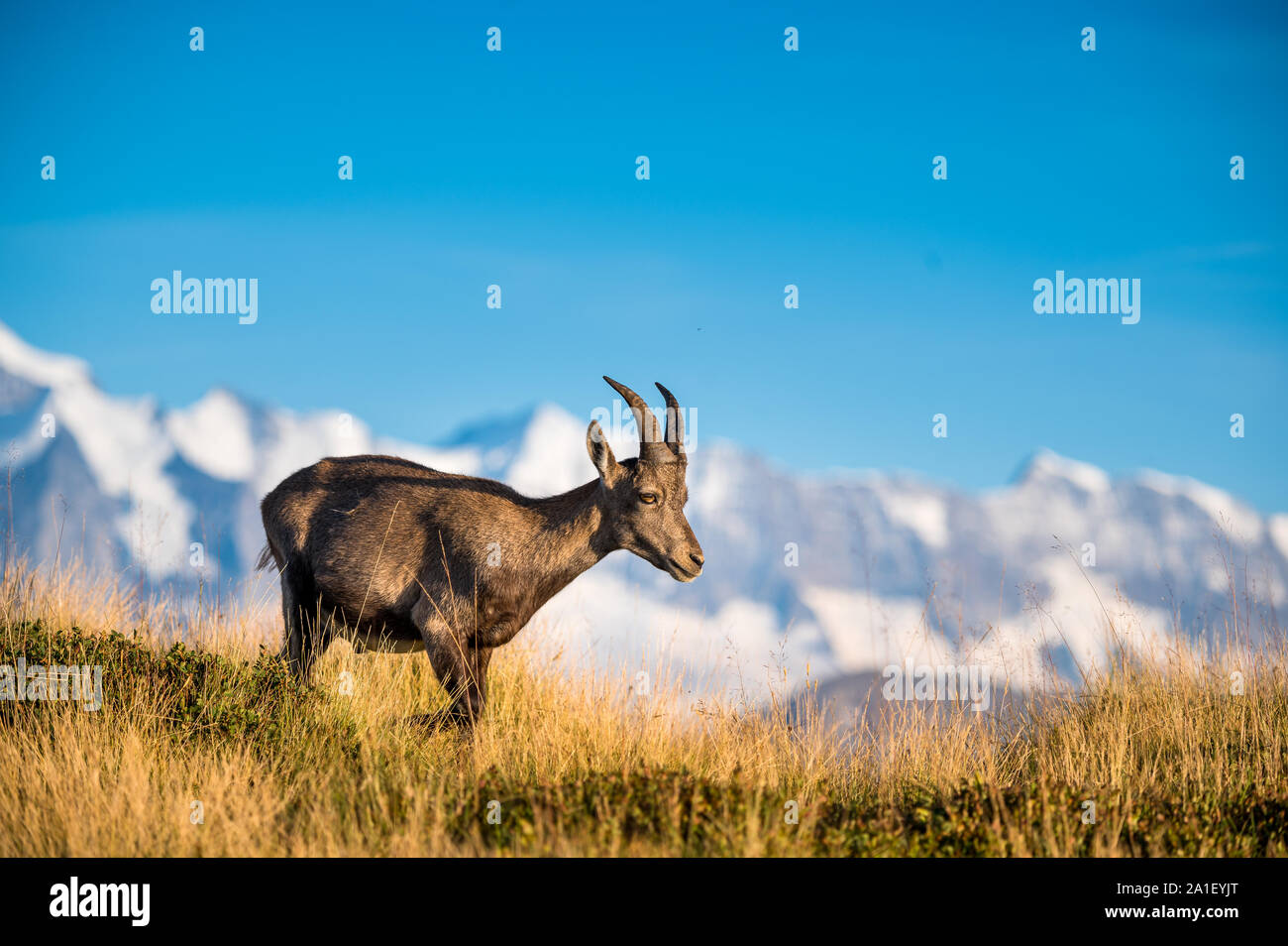 Steinbock capra steinbock hi-res stock photography and images - Alamy