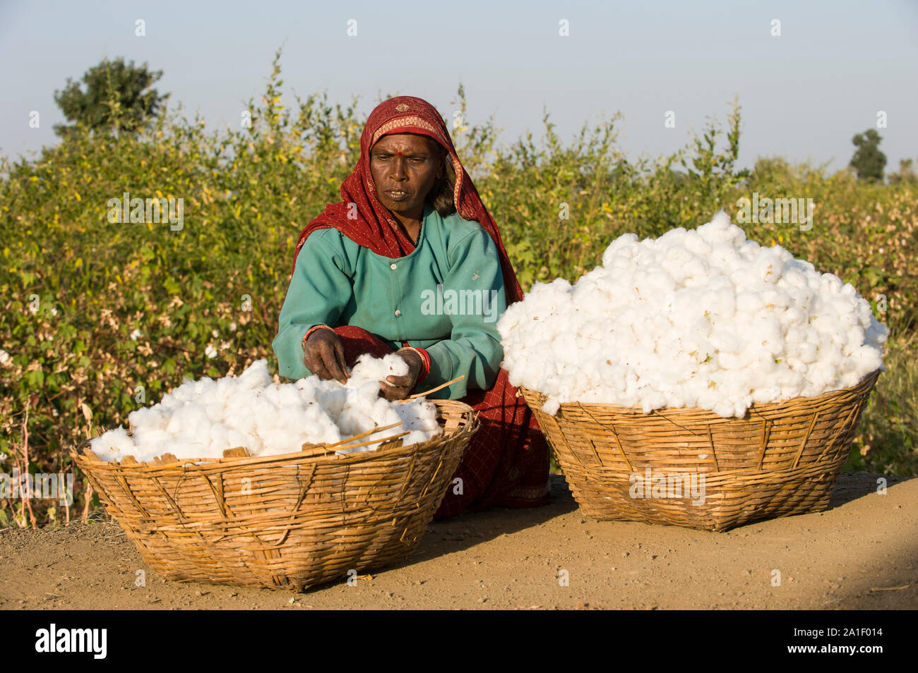 India cotton field hi-res stock photography and images - Alamy
