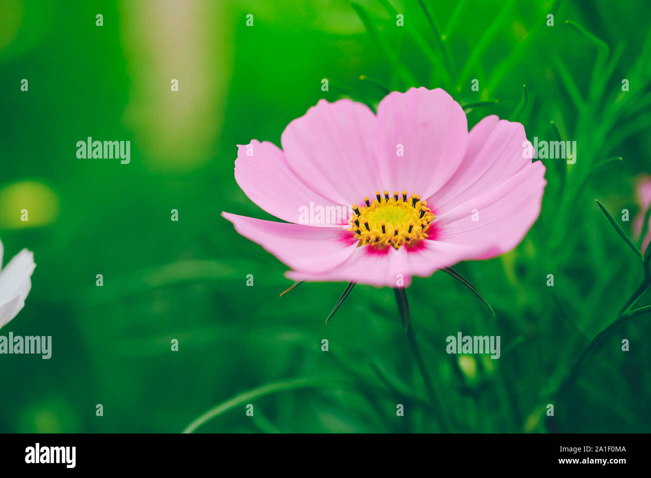 Close up cosmos flower with soft selective focus and soft background ...
