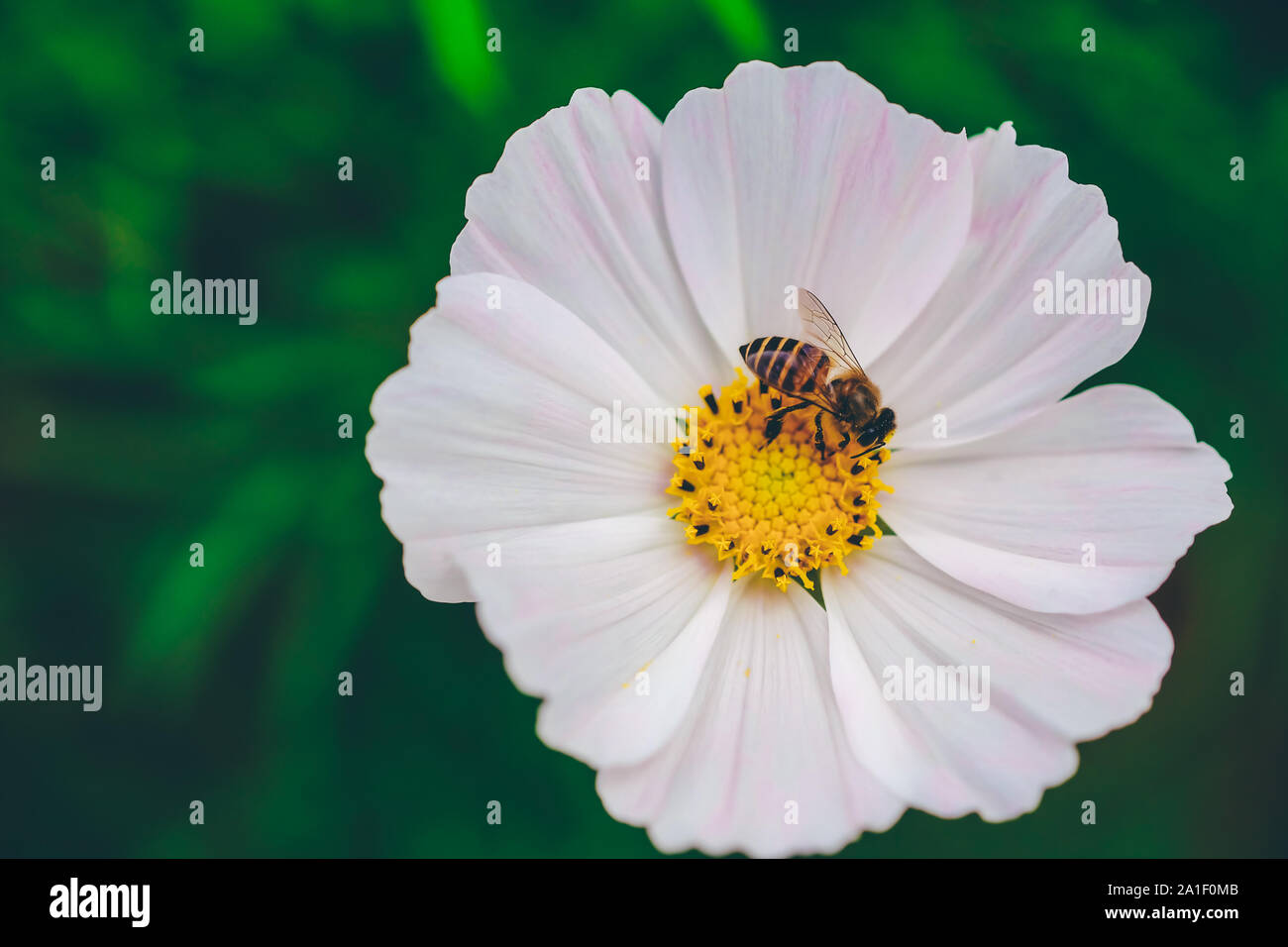 Sulfur cosmos hi-res stock photography and images - Alamy