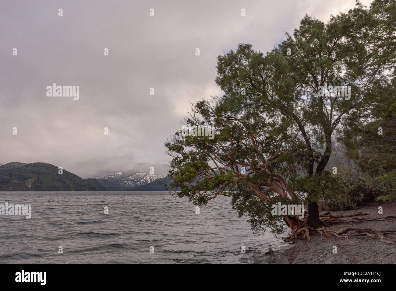 Scene view of Arrayan (Luma apiculata) tree in the shore against snow ...