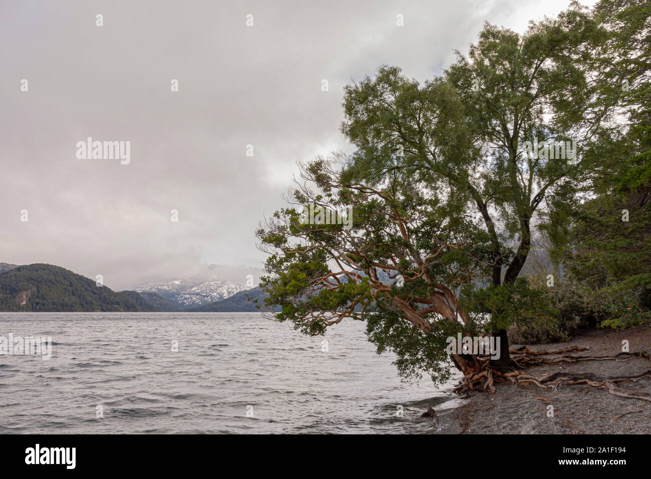Scene view of Arrayan (Luma apiculata) tree in the shore against snow ...